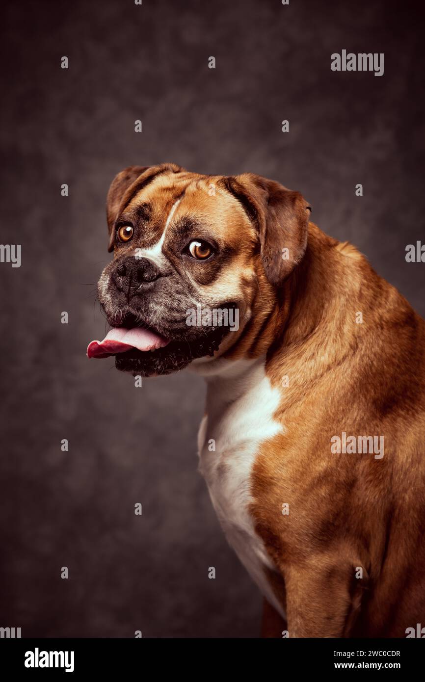 Dogsdoingthings hi-res stock photography and images - Alamy