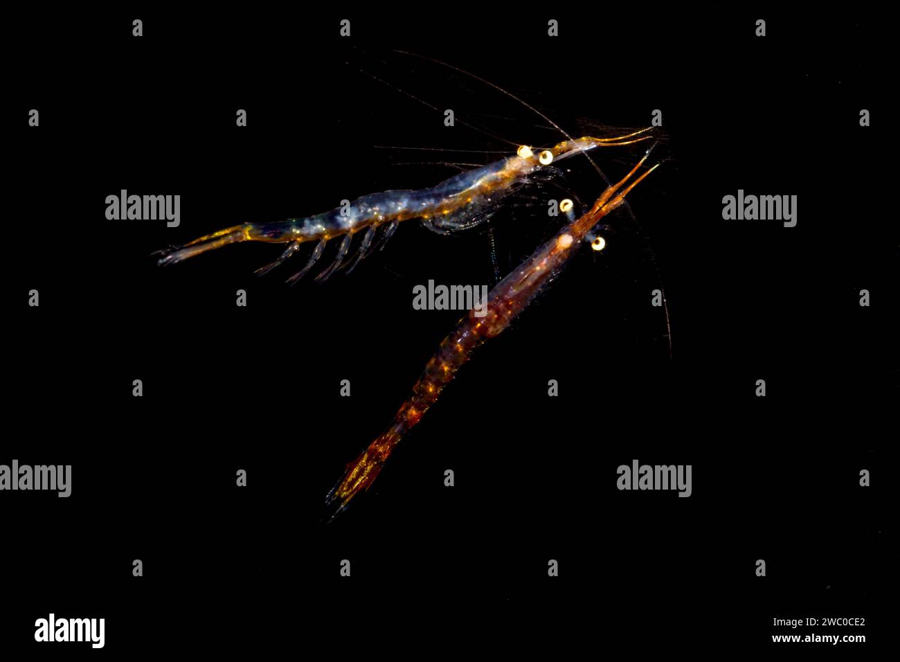 Mysids hi-res stock photography and images - Alamy