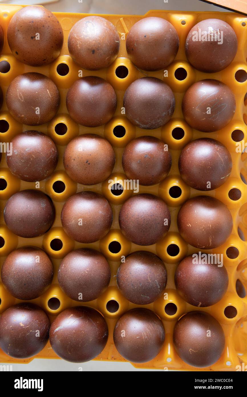 Chicken eggs Welsummer hens deep brown in plastic egg crate Stock Photo ...