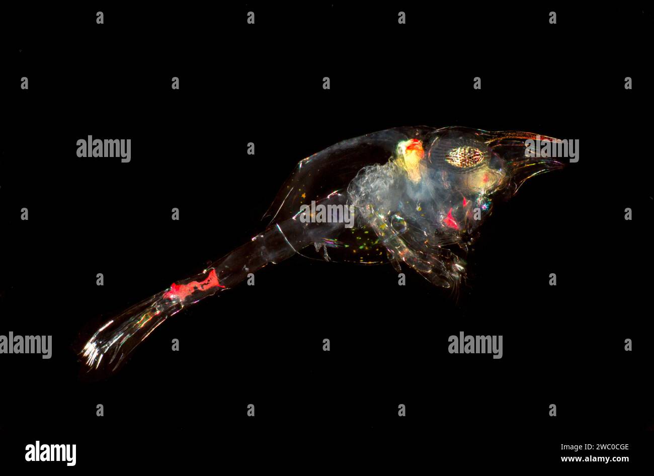 Zoea hi-res stock photography and images - Alamy