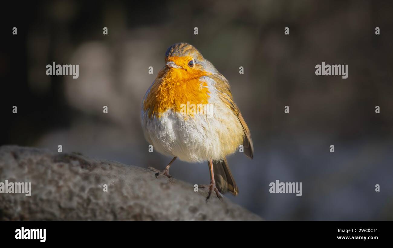 Robin eyes hi-res stock photography and images - Alamy