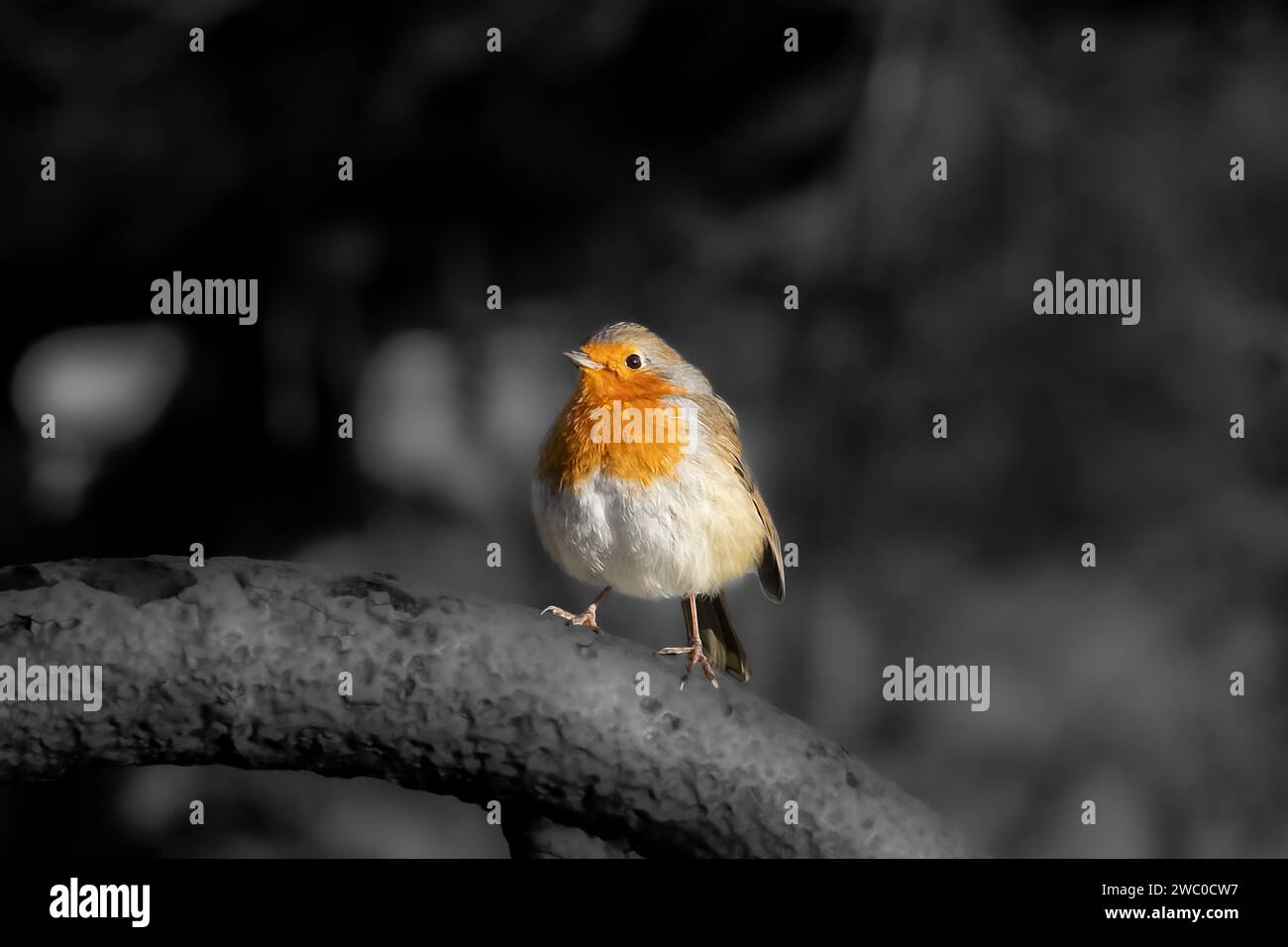 Robin feet hi-res stock photography and images - Alamy
