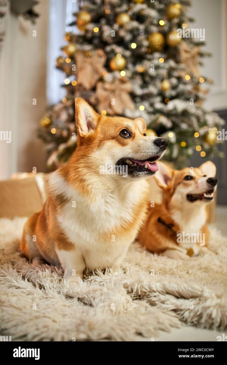 Two adorable welsh corgi dogs sitting on soft carpet and looking up ...