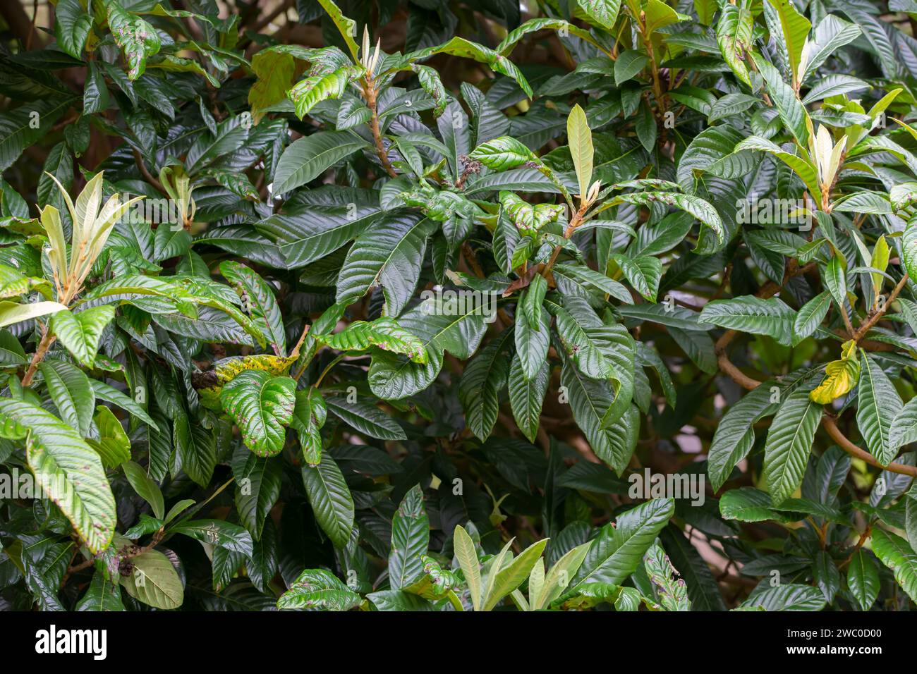 Close up japanese medlar hi-res stock photography and images - Alamy