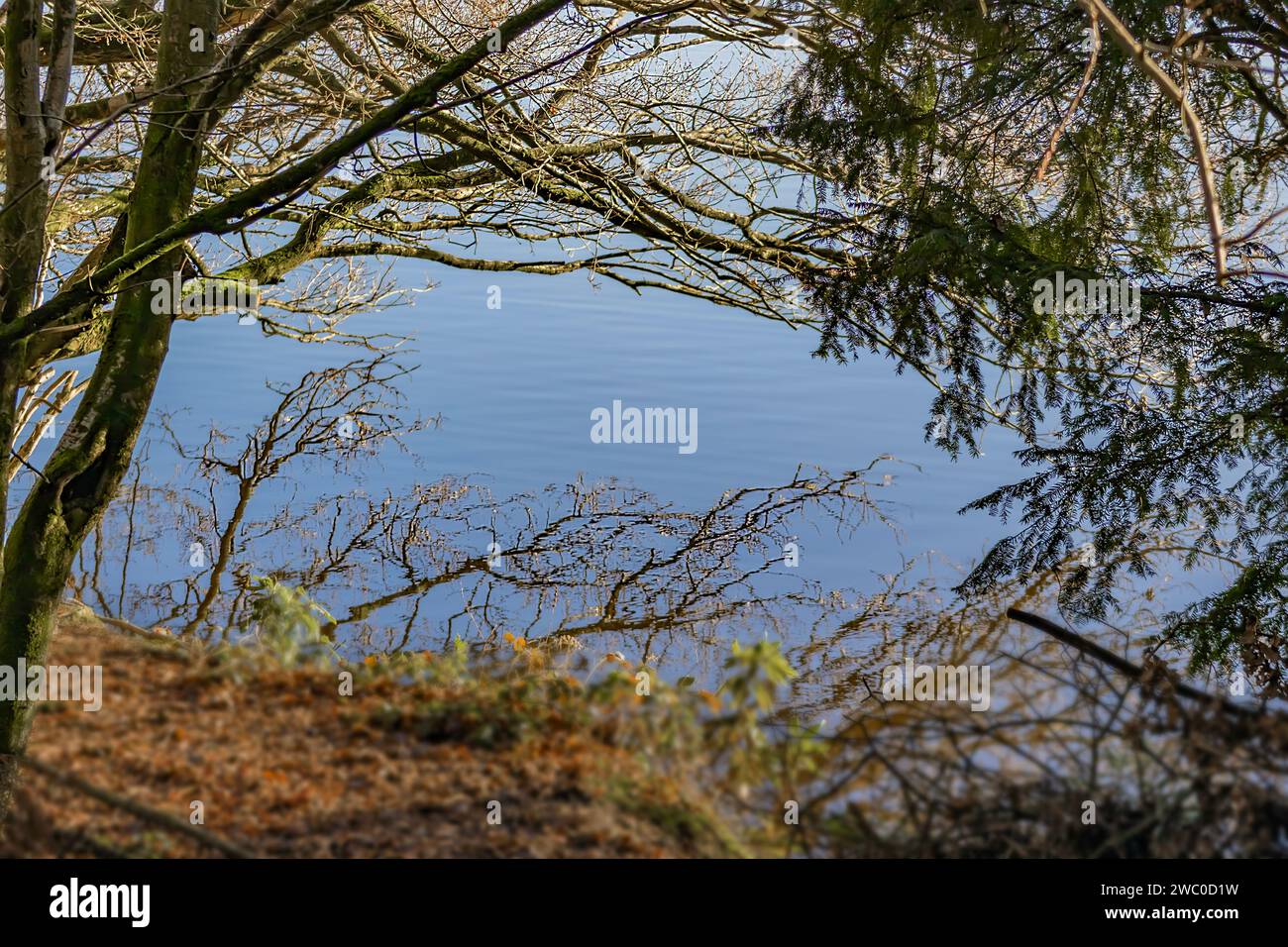 Trees reflecting in water on hi-res stock photography and images - Alamy