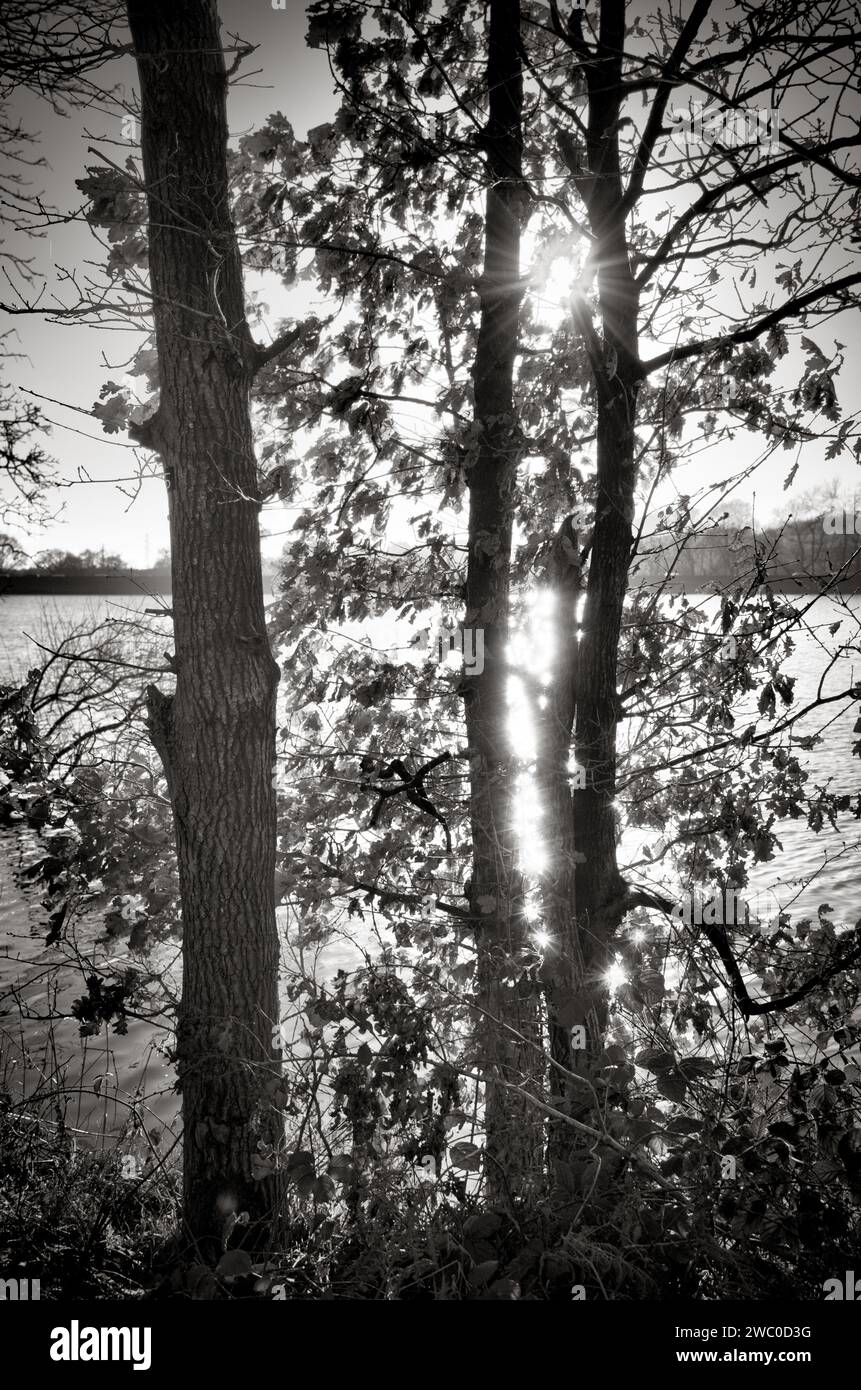 Hdr trees hi-res stock photography and images - Alamy