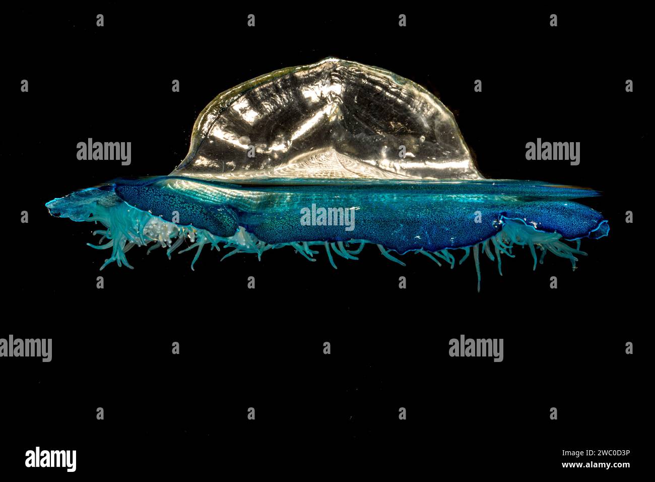 Velelidae hi-res stock photography and images - Alamy