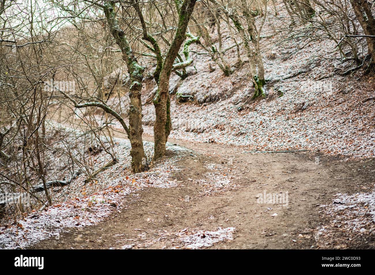 Winter road in a deciduous forest in foothills of the Caucasus ...