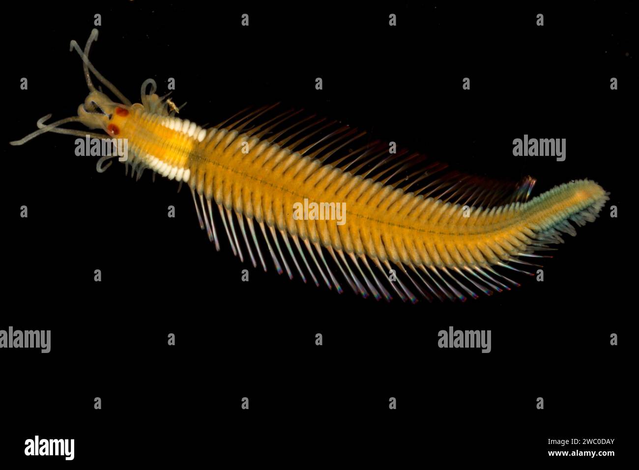 Planktonic hi-res stock photography and images - Alamy