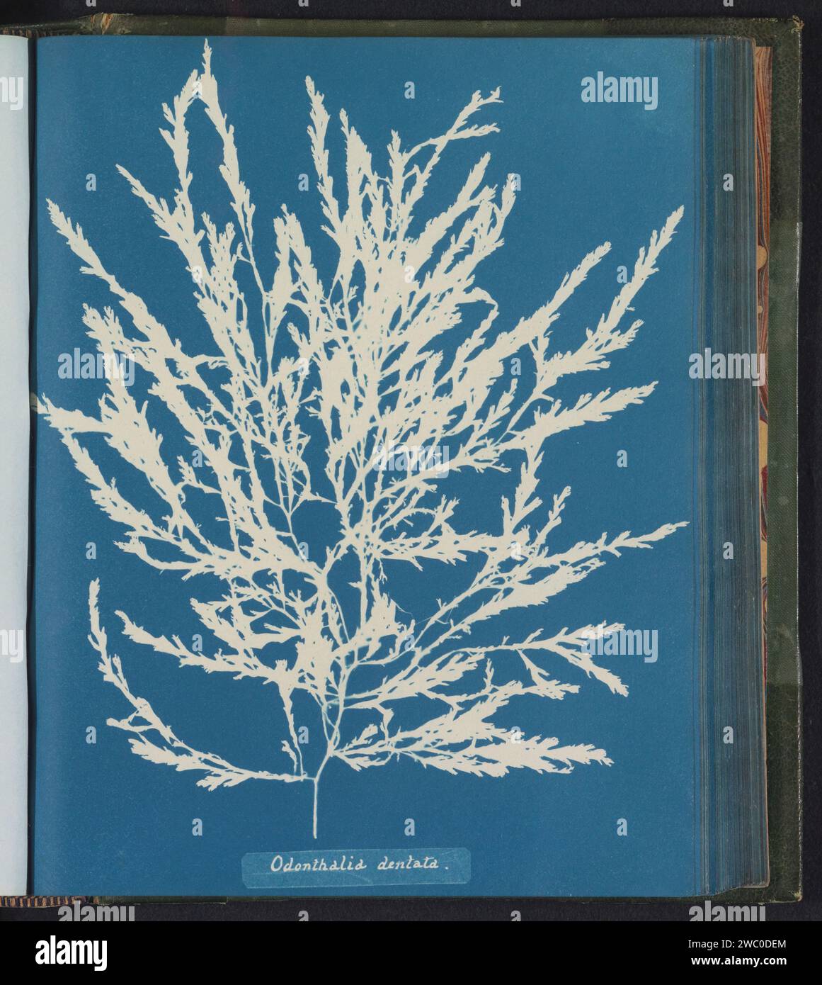 Odonthalia dentata Anna Atkins, c. 1843 - c. 1853 photograph United ...