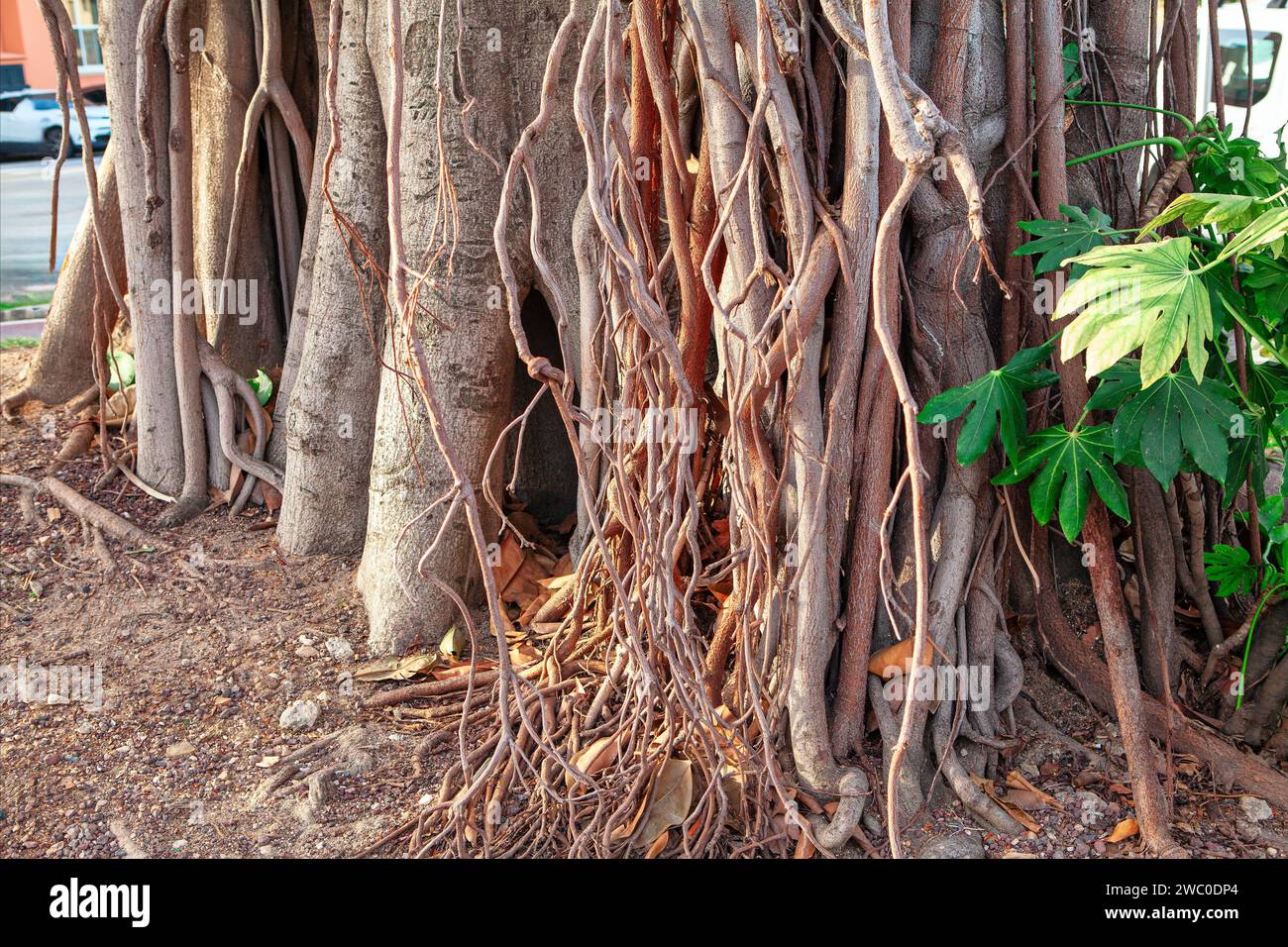 Banyan tree roots in the botanical garden . Scientific name, Ficus ...