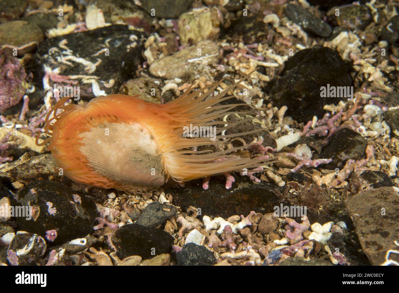 Flames hell reef hi-res stock photography and images - Alamy