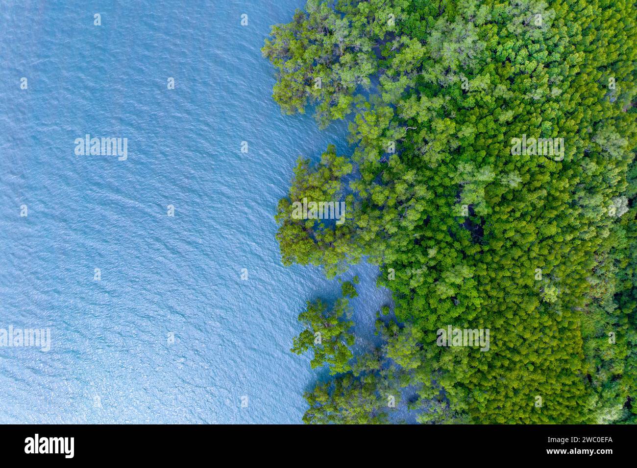 Top view mangrove forest trees with beautiful sea surface and small ...