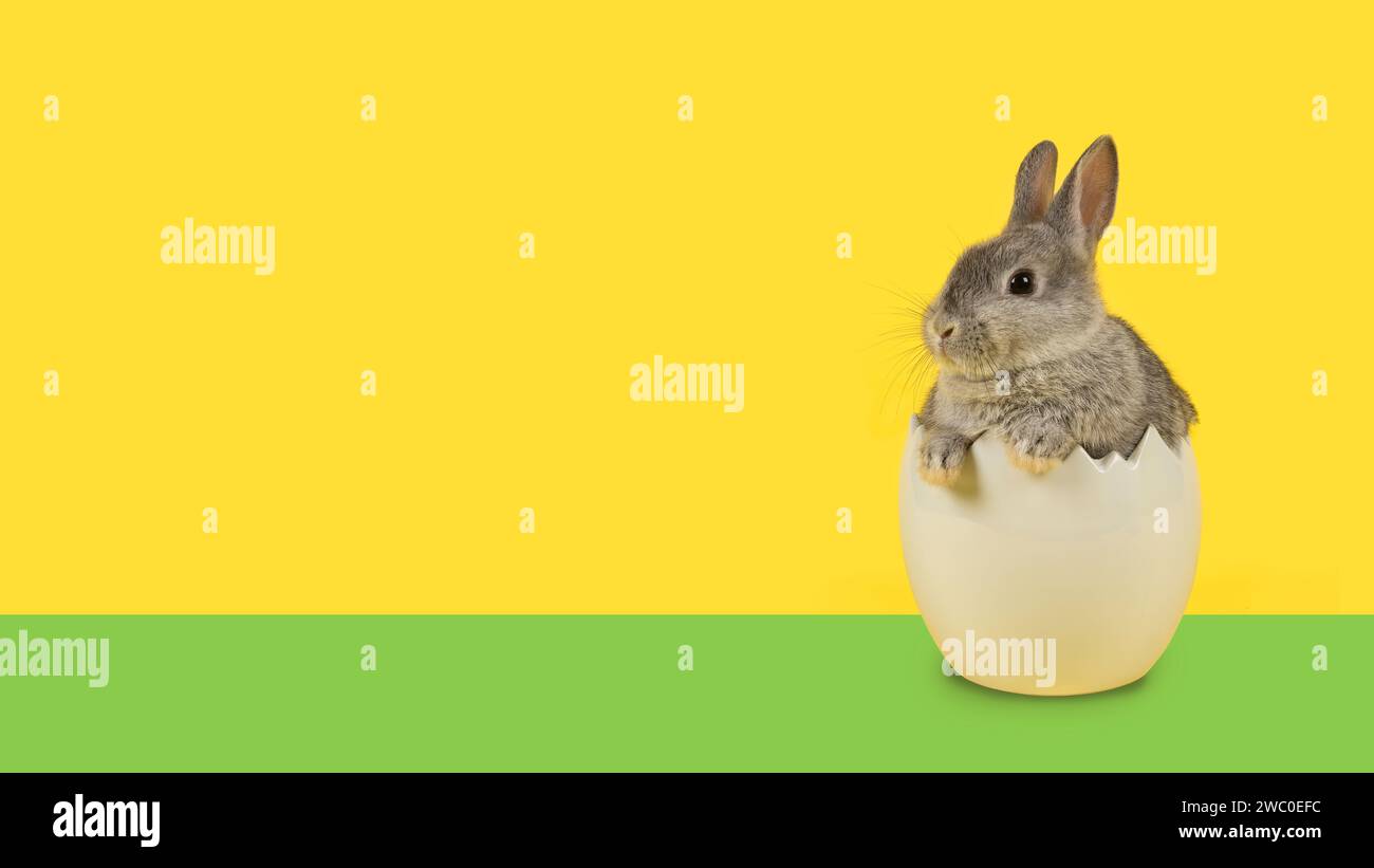 Cute grey rabbit in a white egg on an yellow background with copy space ...
