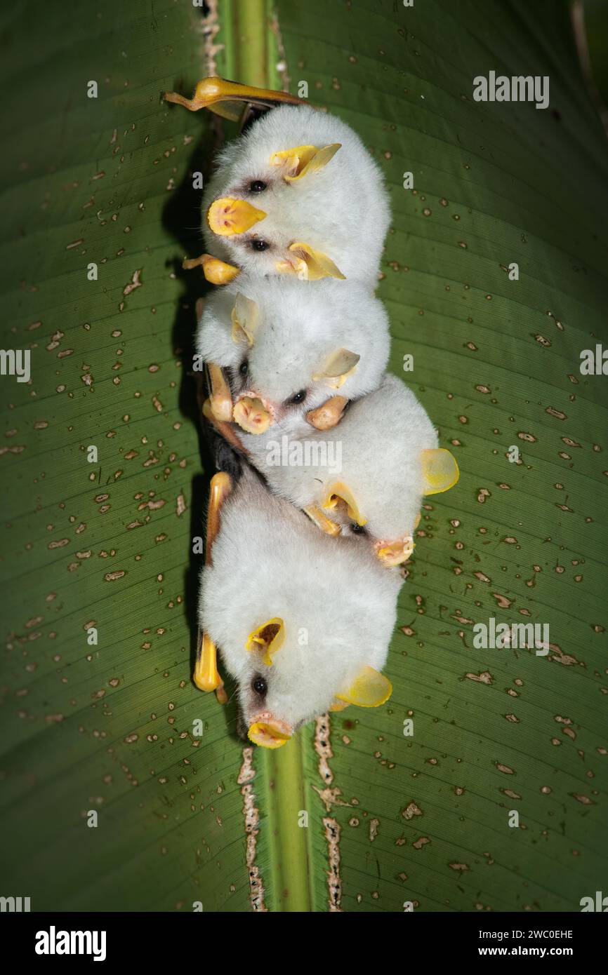 Honduran white bats (Ectophylla alba), hanging in a leaf in Costa Rica ...