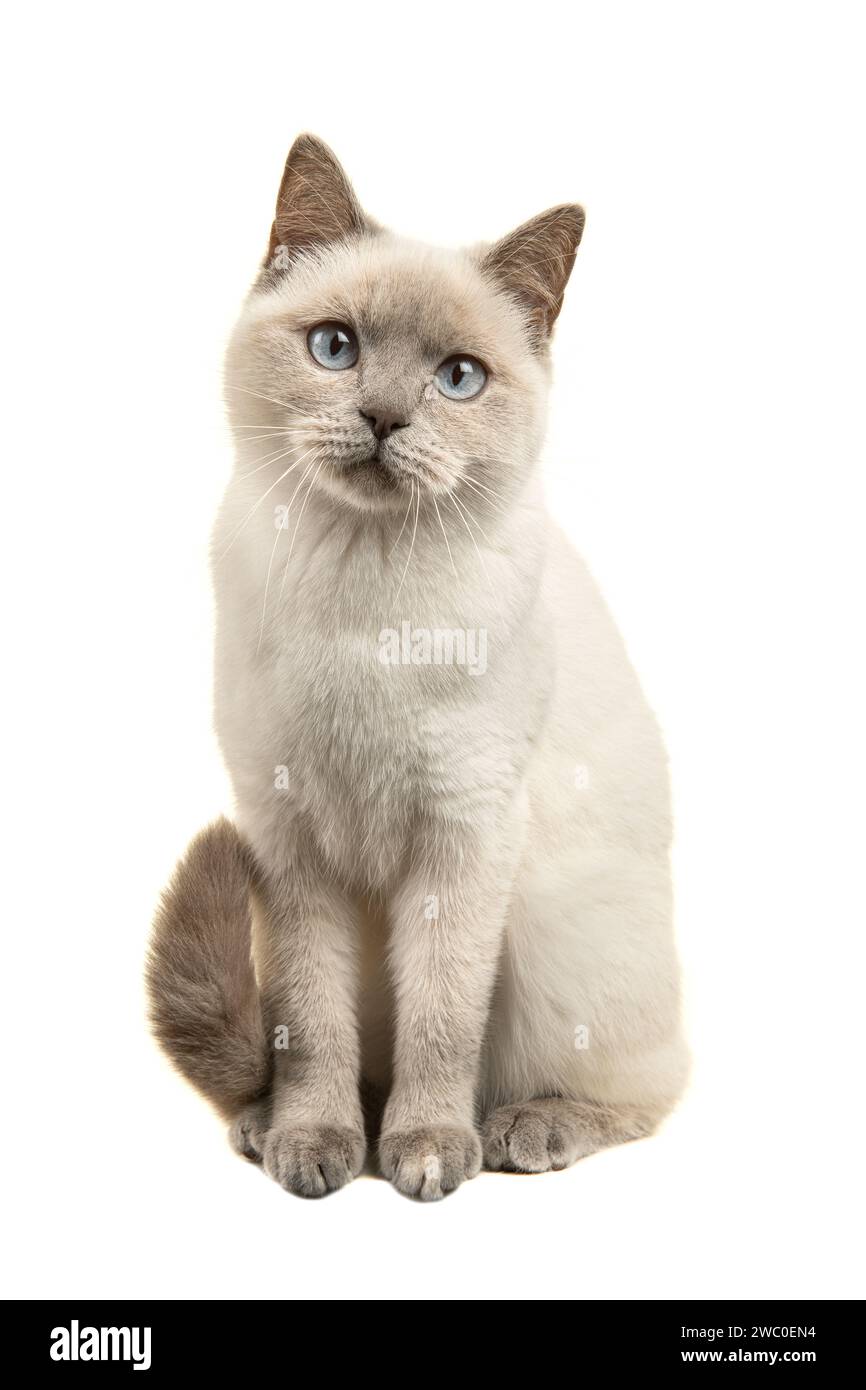 Pretty seal point british shorthair cat with blue eyes looking at the ...