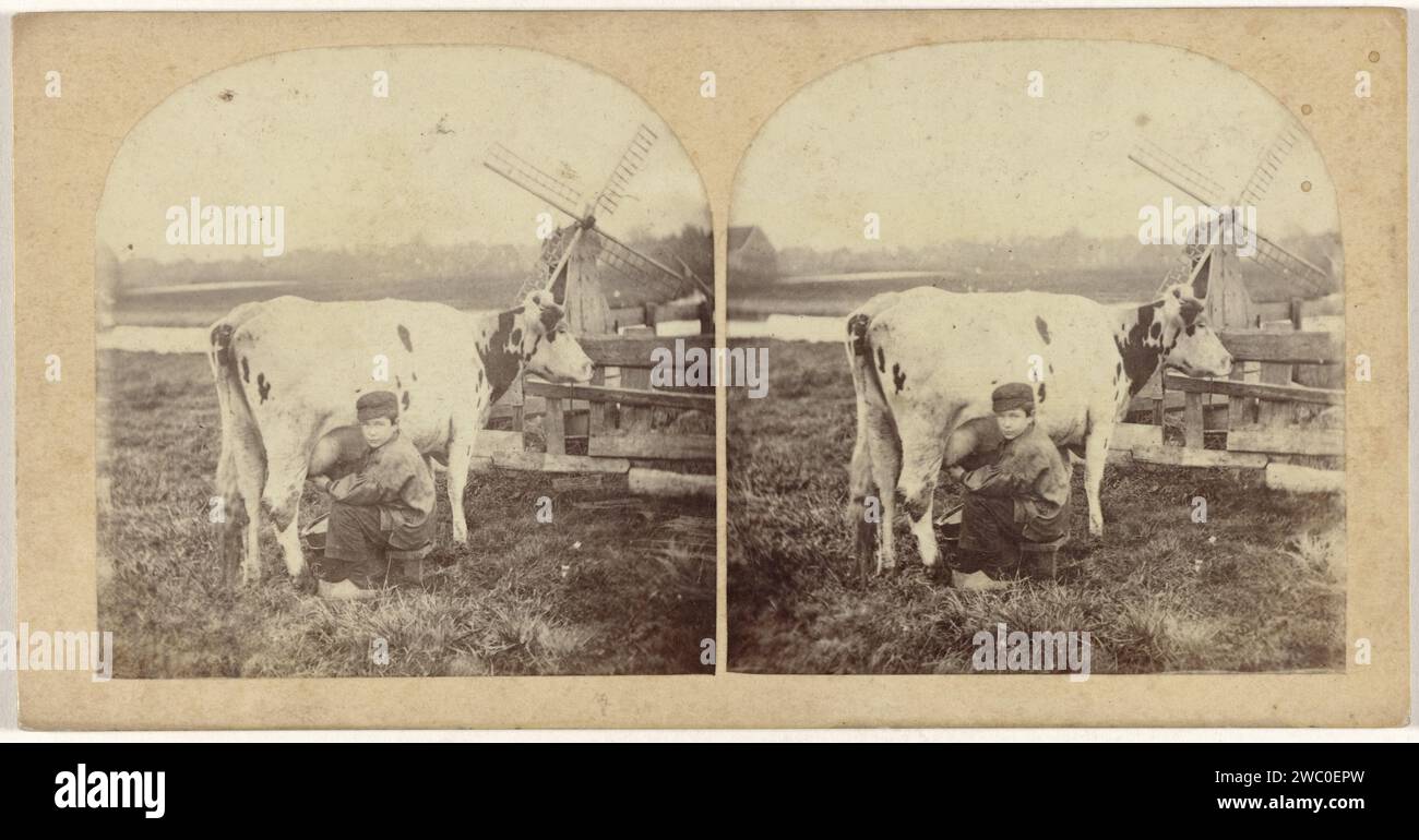 Boy milks a cow in Krommenie, Klaas van Vliet, 1856 - 1880 stereograph Curve cardboard. paper ...