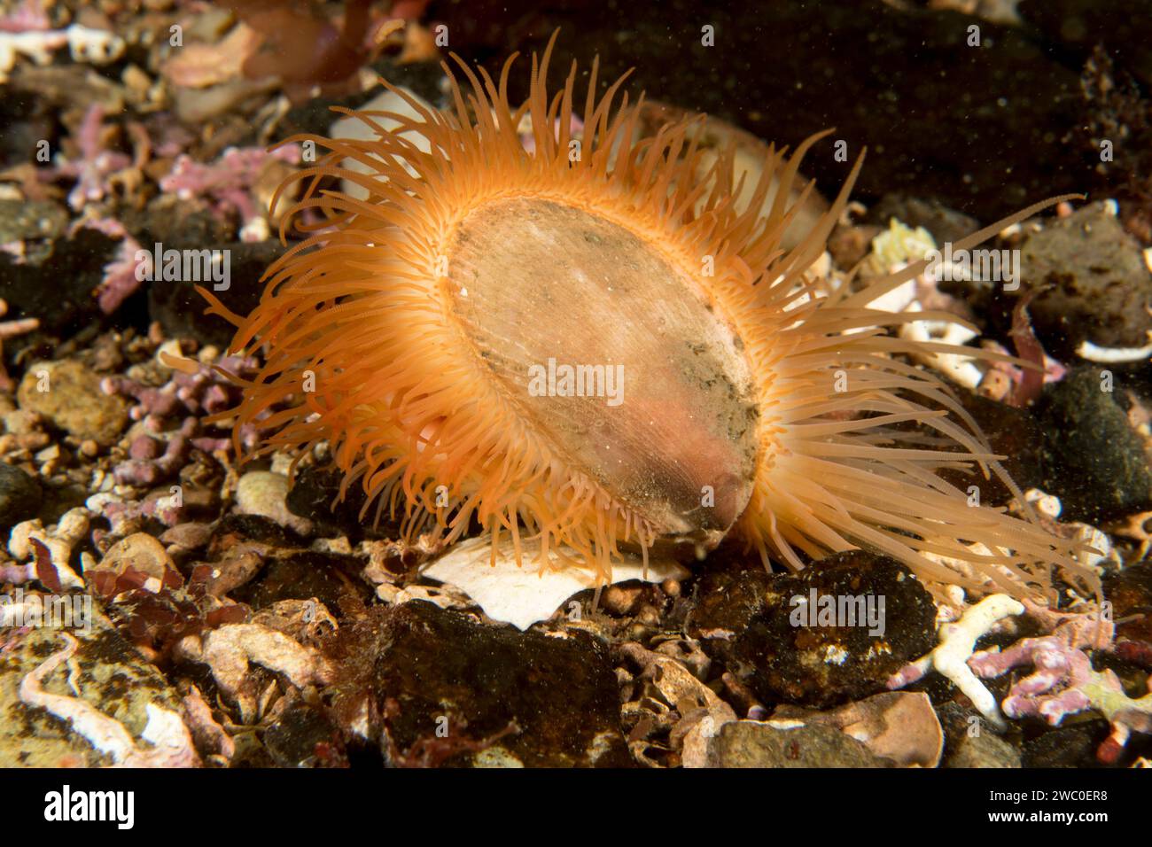 Flames hell reef hi-res stock photography and images - Alamy