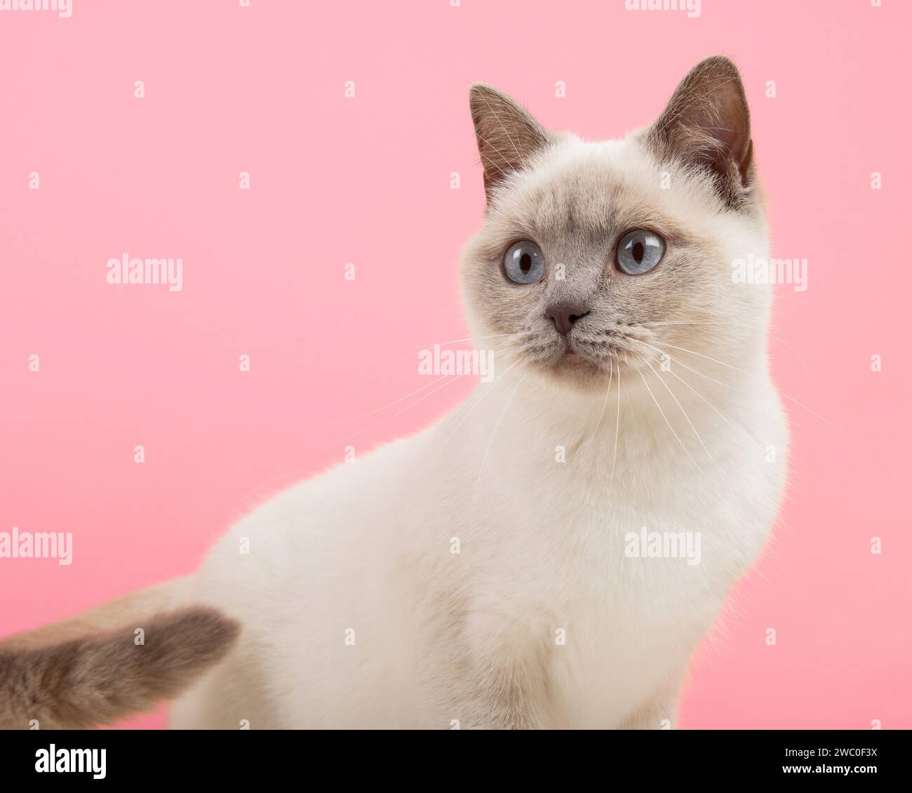 Portrait of a pretty british shorthaired cat looking back over its ...