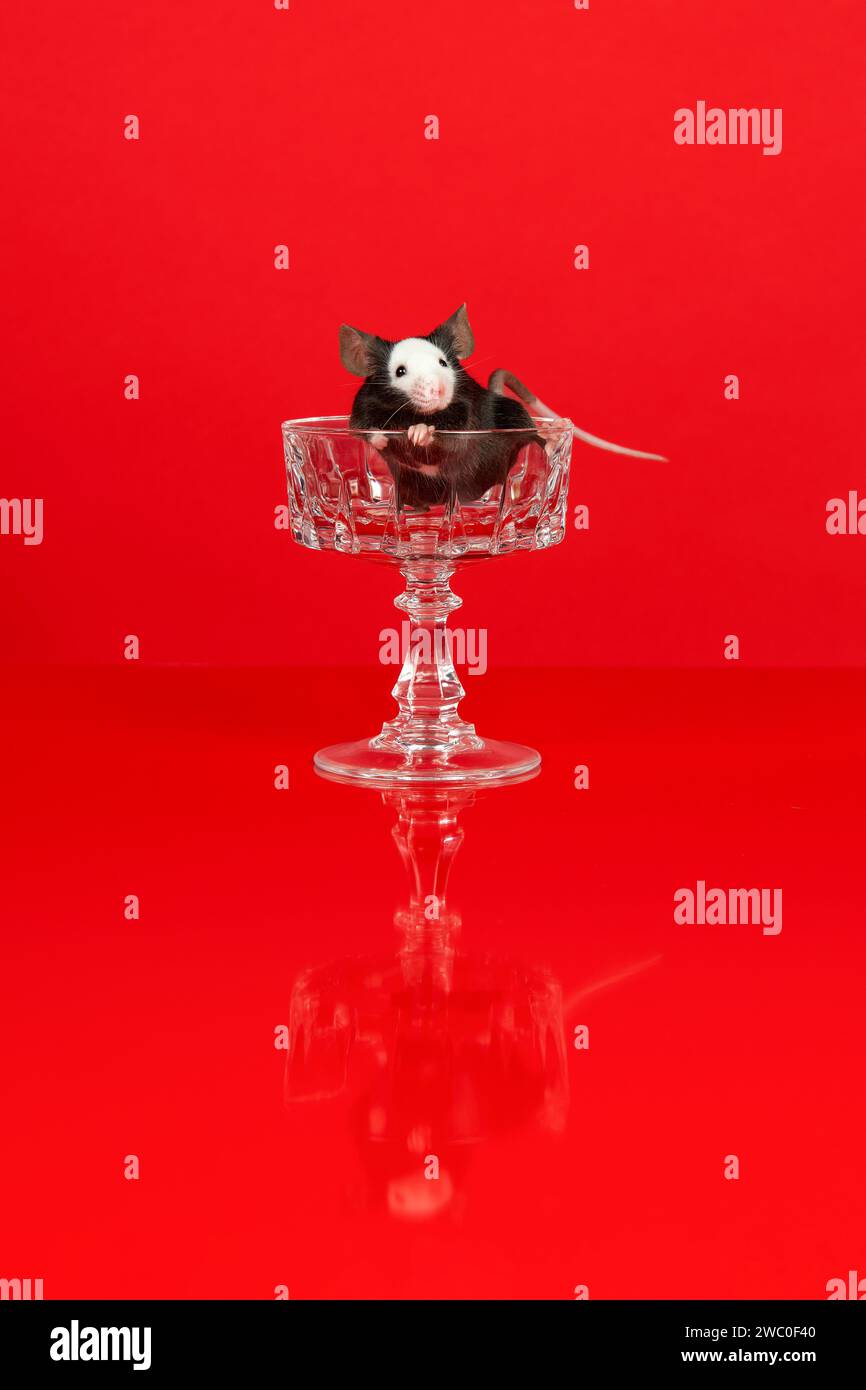 Cute little black and white mouse trying to climb out a glass on a red ...