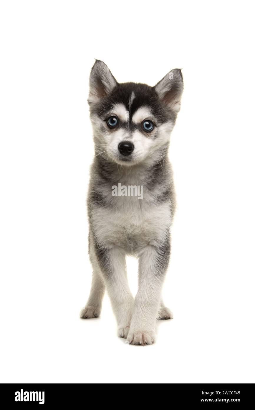 Pretty pomsky puppy dog with blue eyes looking straight at the camera ...