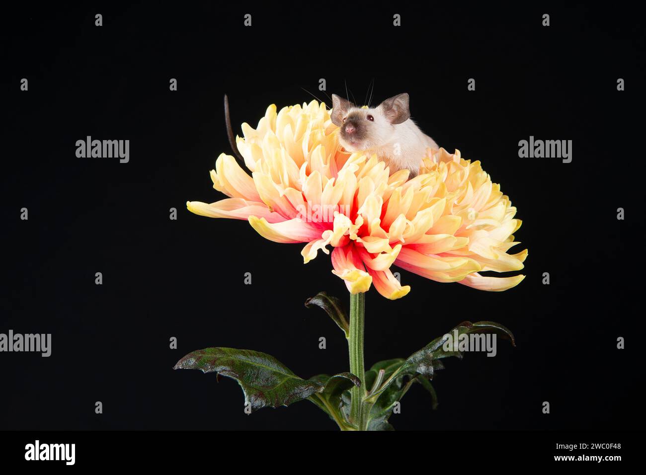 Cute little mouse on an orange flower on a black background Stock Photo ...
