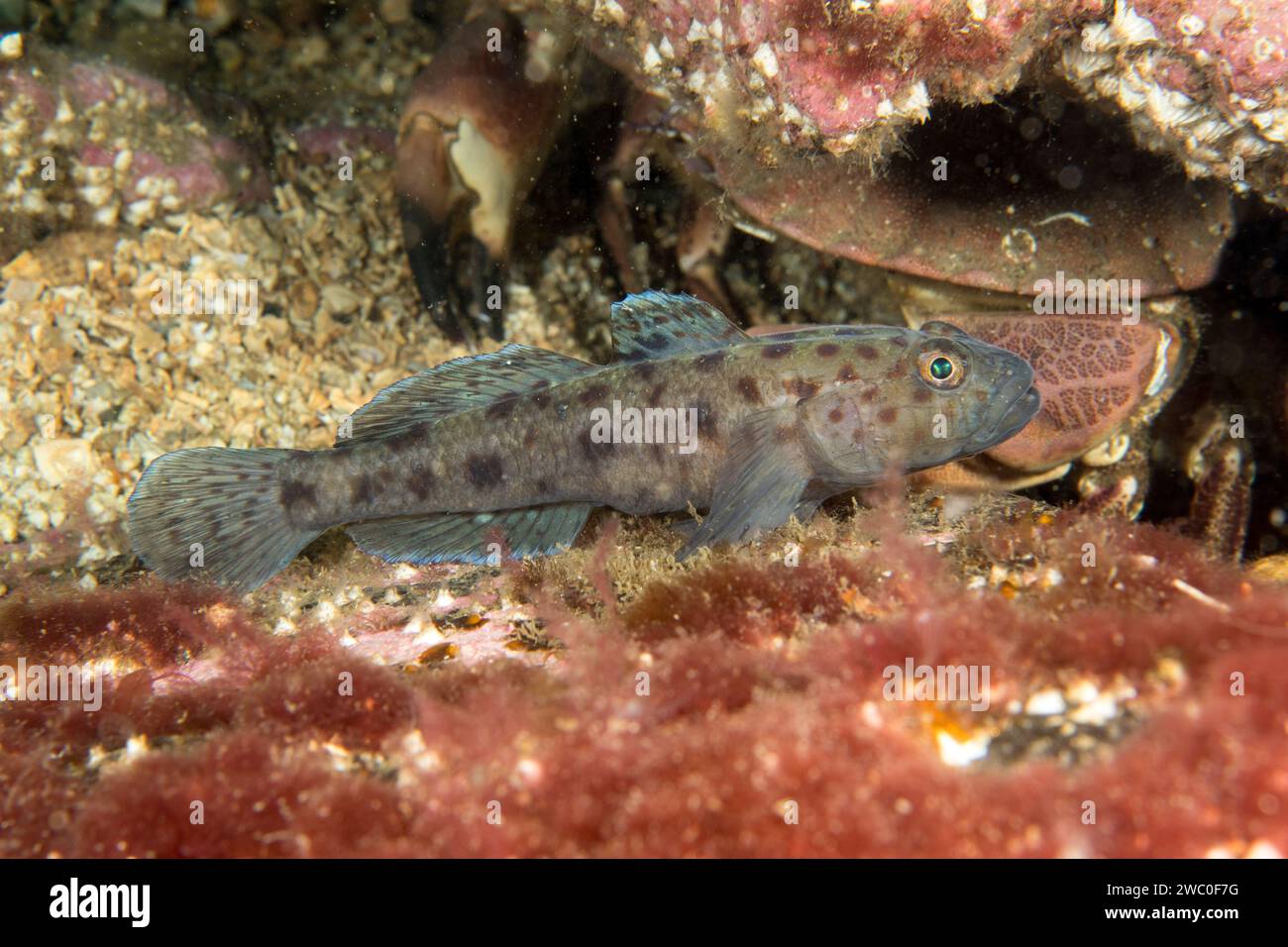 Leopard spotted goby Stock Photo - Alamy