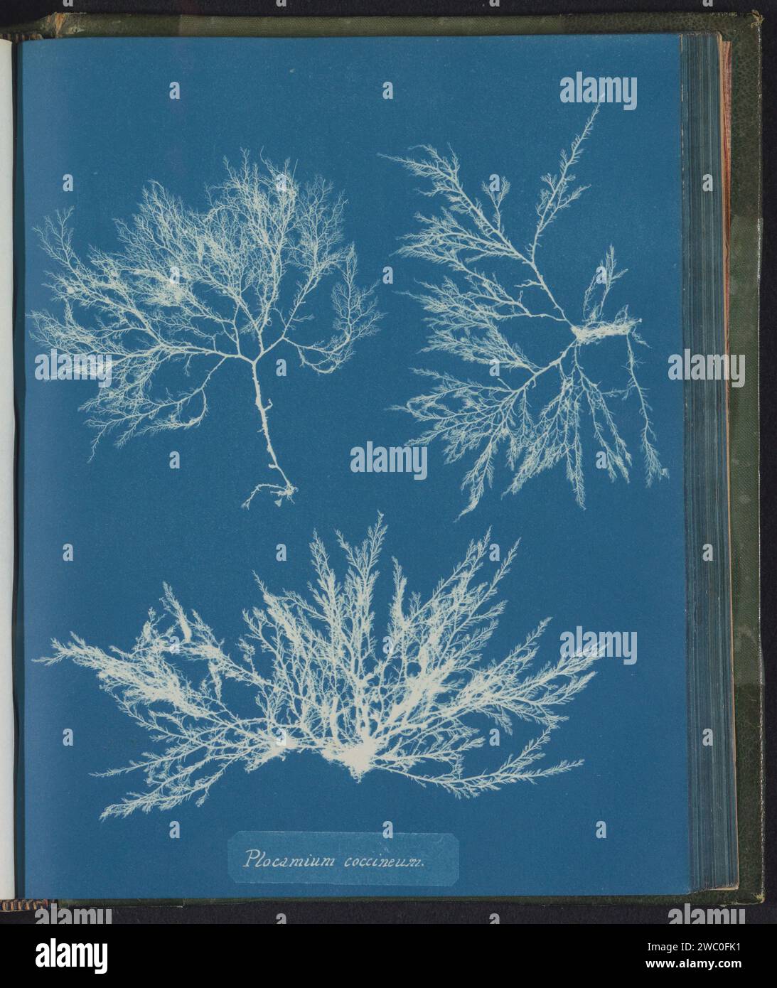 Anna atkins plocamium hi-res stock photography and images - Alamy