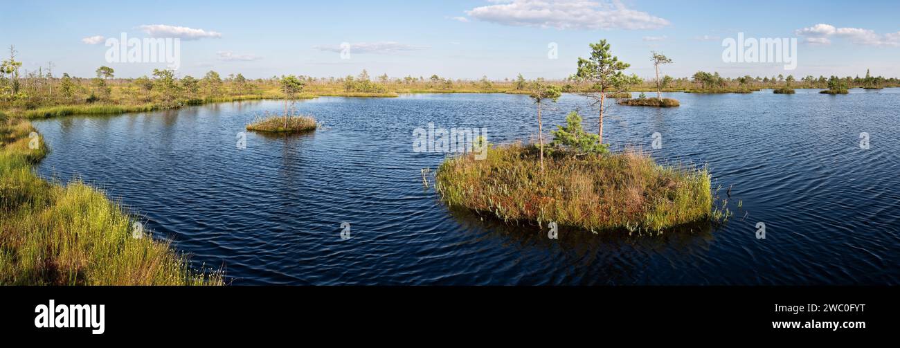 The huge sphagnum bog Yelnya in Belarus, a unique nature reserve Stock ...