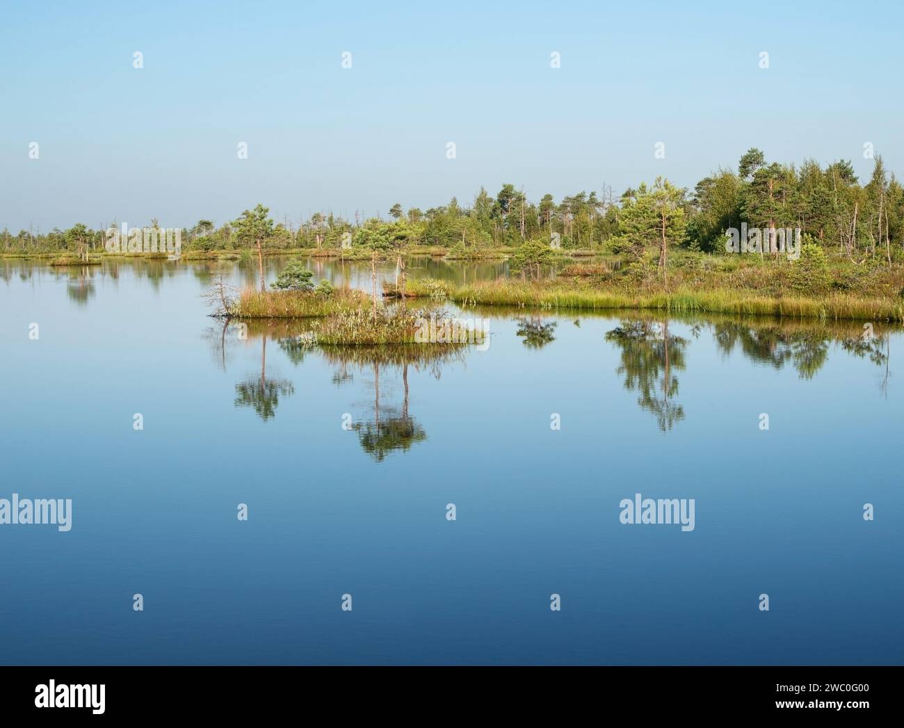 The huge sphagnum bog Yelnya in Belarus, a unique nature reserve Stock ...