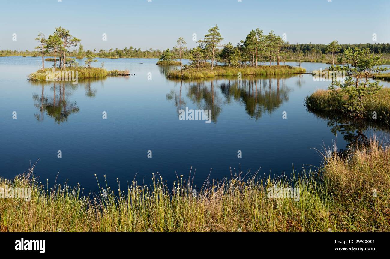 The huge sphagnum bog Yelnya in Belarus, a unique nature reserve Stock ...