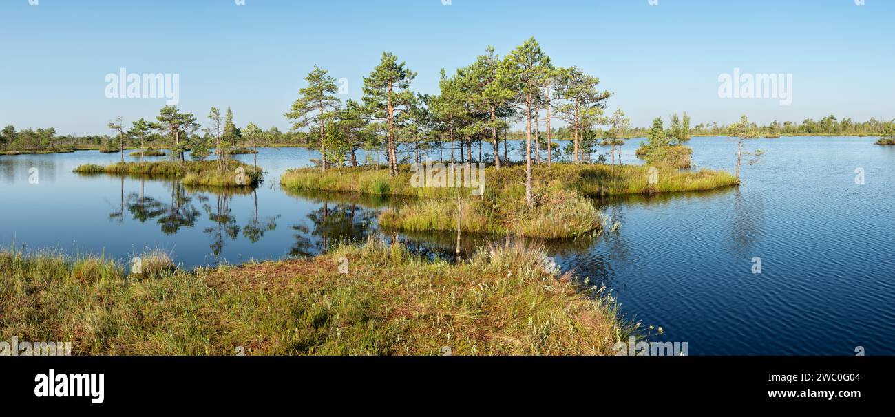 The huge sphagnum bog Yelnya in Belarus, a unique nature reserve Stock ...