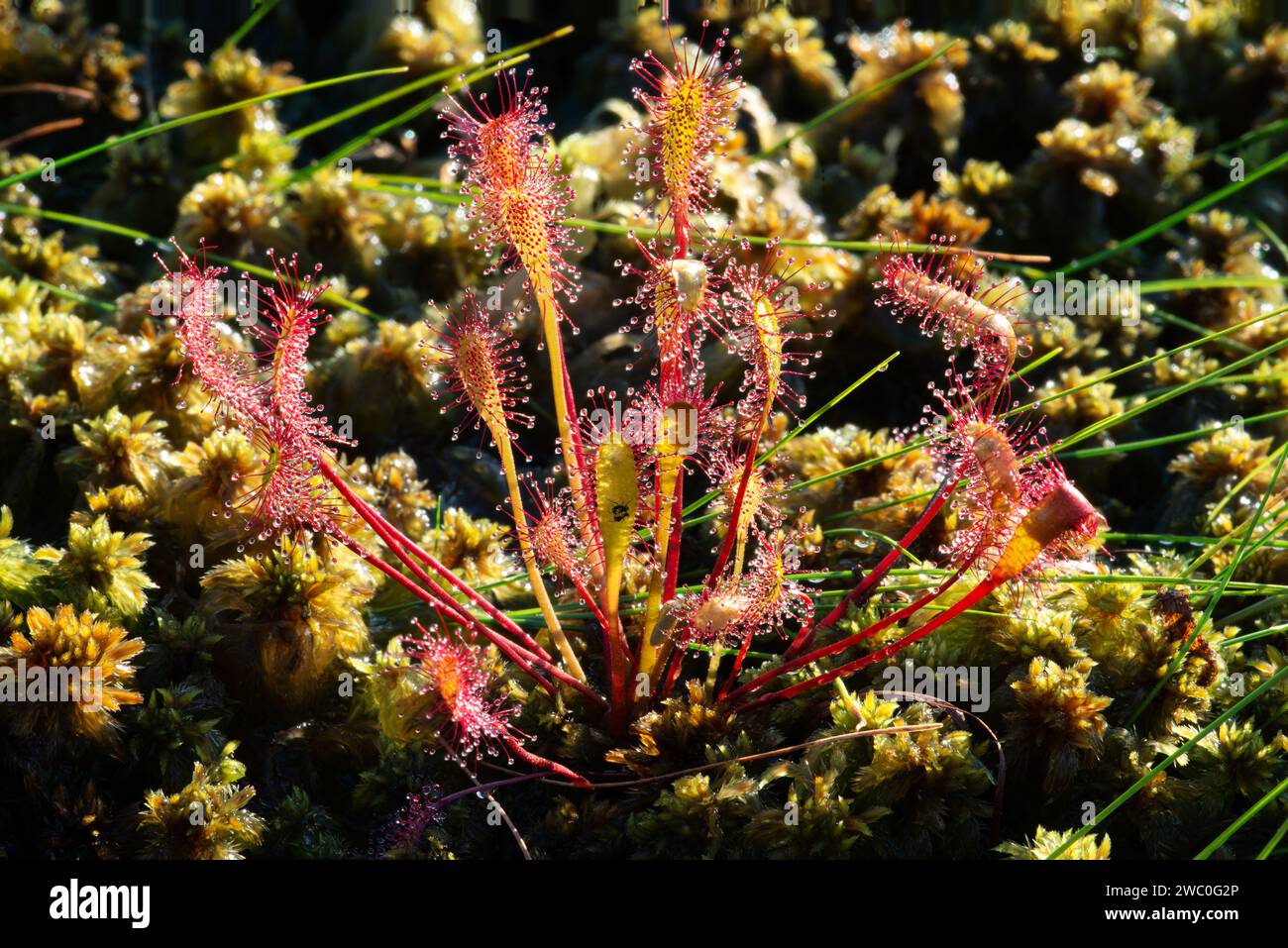 Carnivorous flowering plant english sundew (Drosera anglica) on a ...