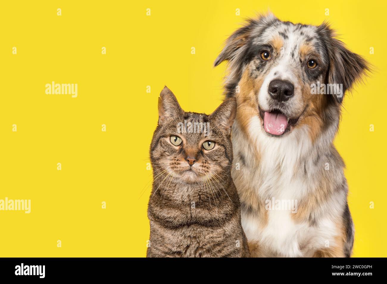 Portrait of a pretty blue merle australian shepherd dog and a tabby cat ...