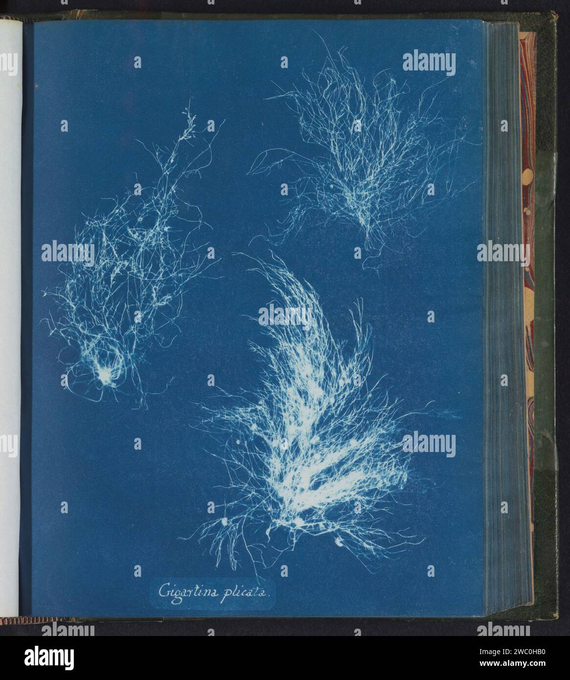 Gigartina plicata hi-res stock photography and images - Alamy