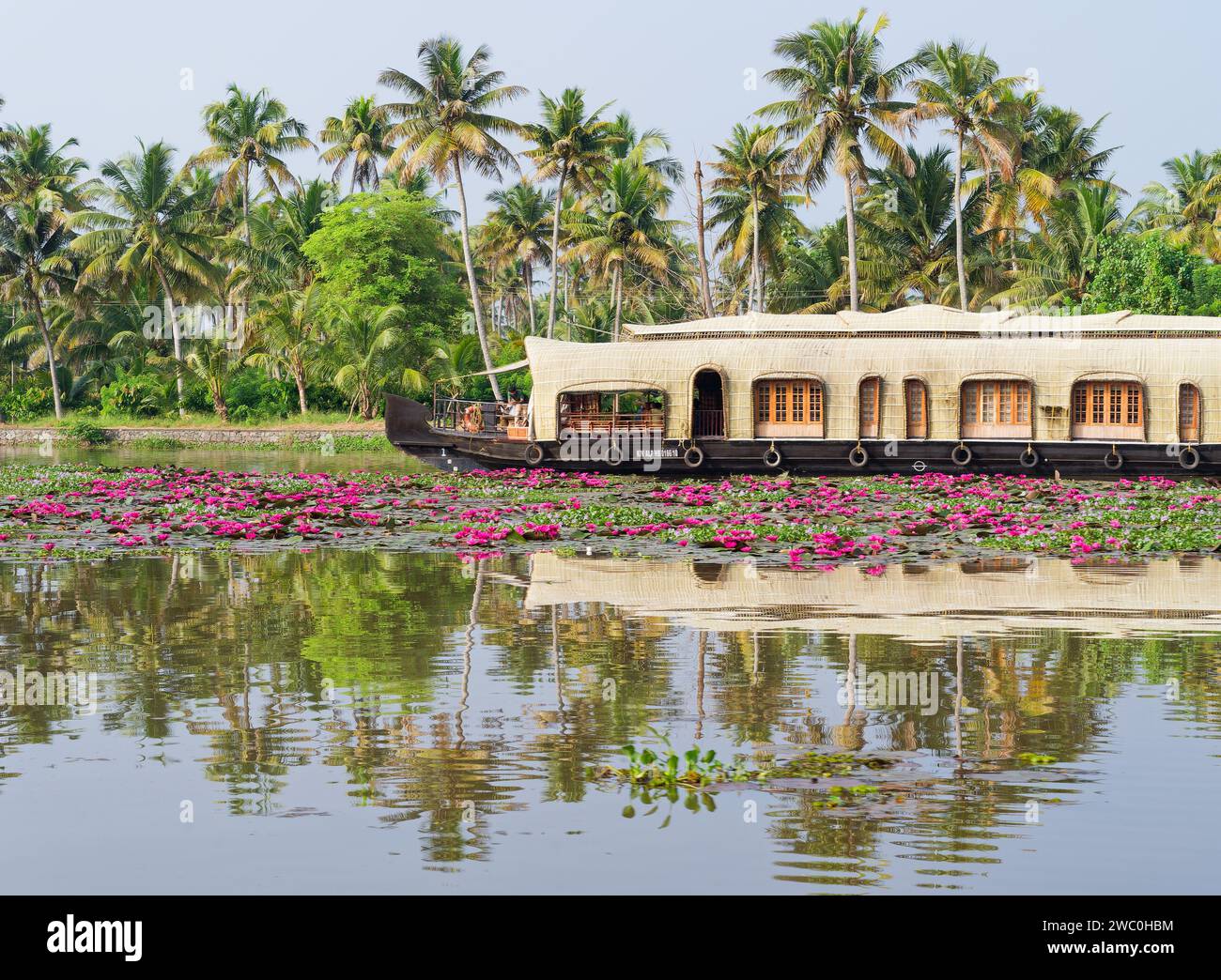 Water lily kerala hi-res stock photography and images - Alamy
