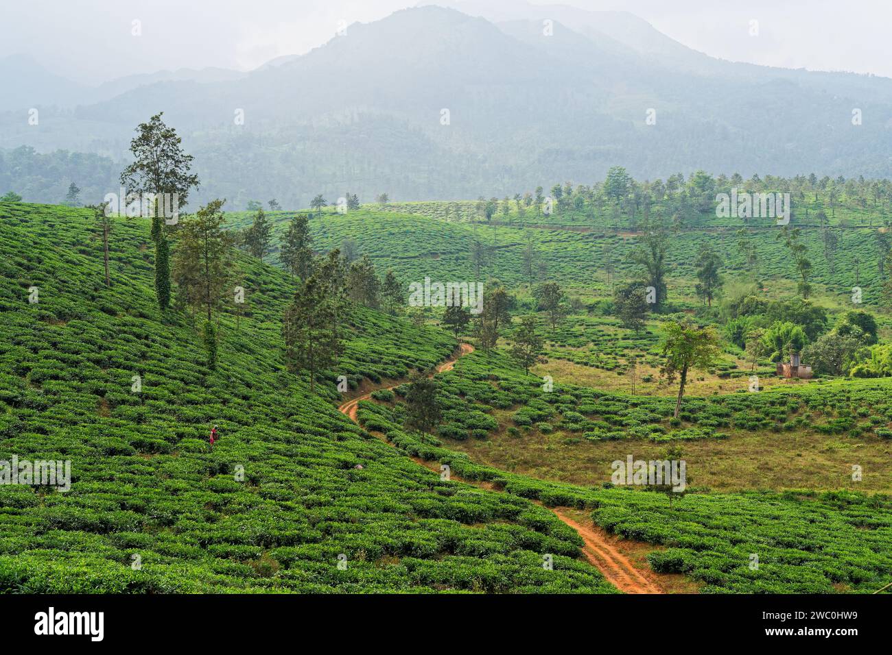 Tea plantation, Wayanad Stock Photo - Alamy