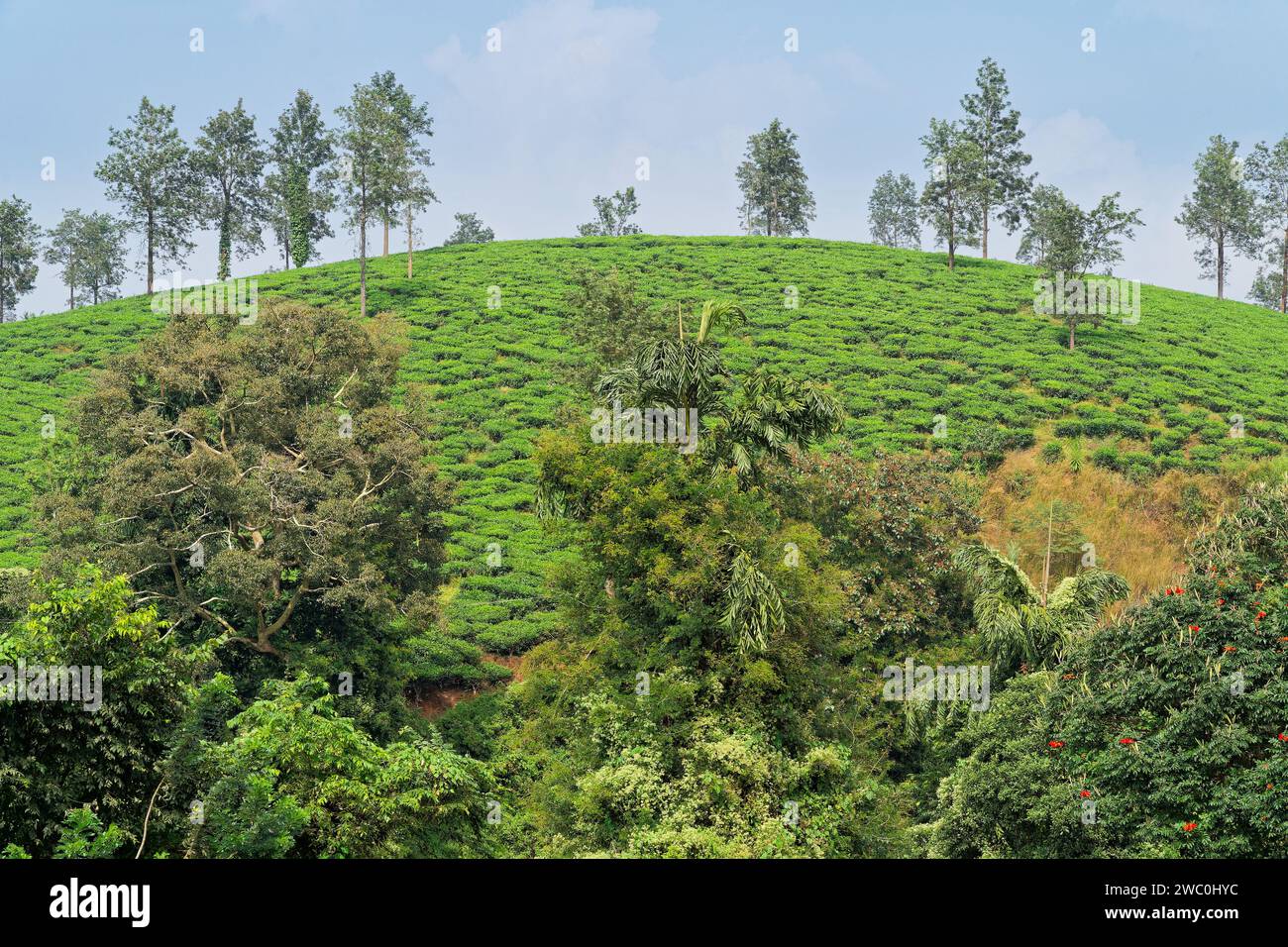 Tea plantation, Wayanad Stock Photo - Alamy