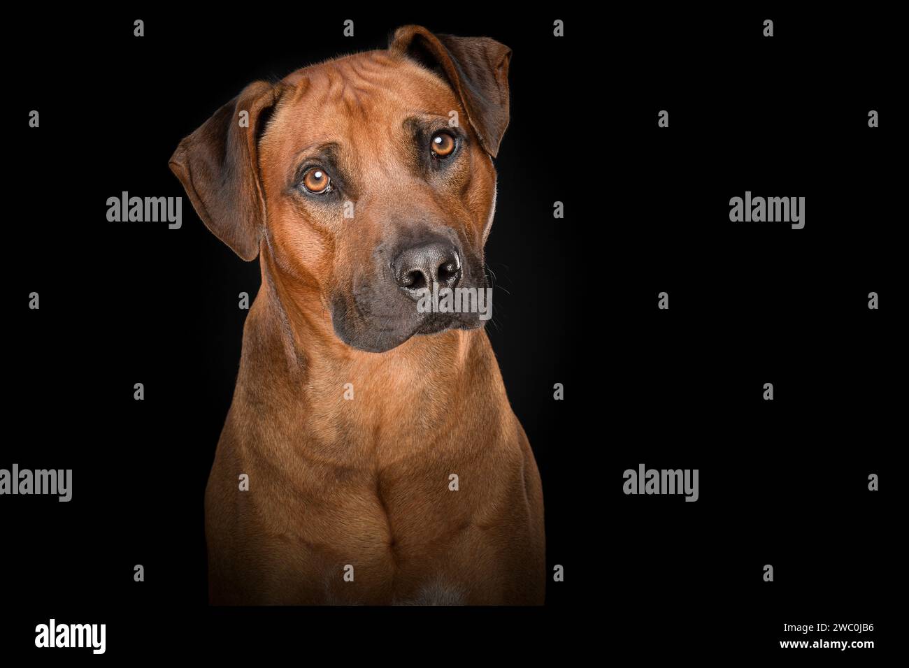 Portrait of a rhodesian ridgeback dog on a black background Stock Photo ...