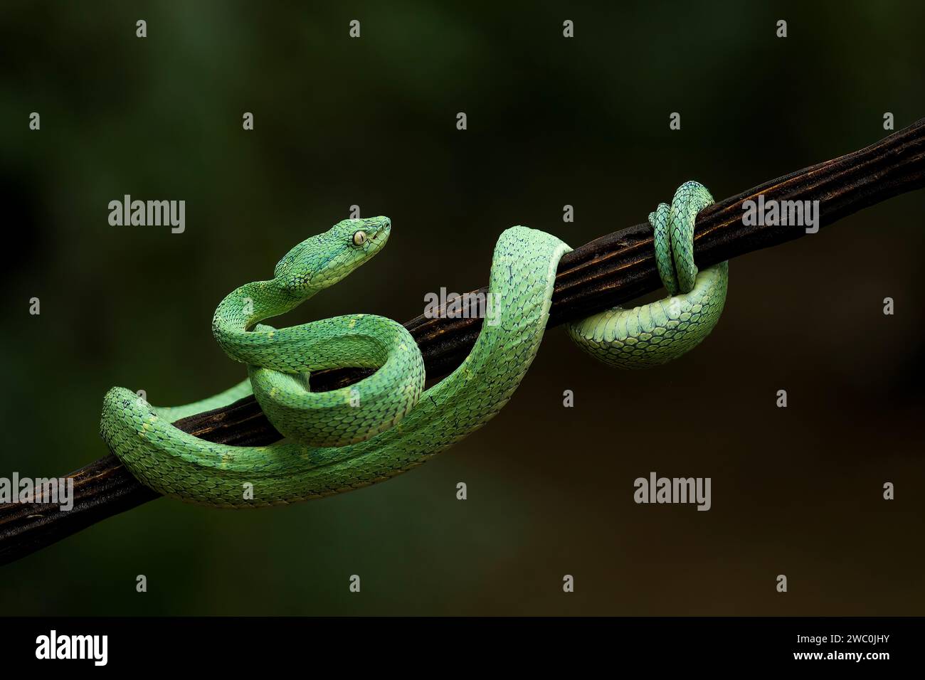 Green side striped palm viper also called "Bothriechis lateralis" on a ...