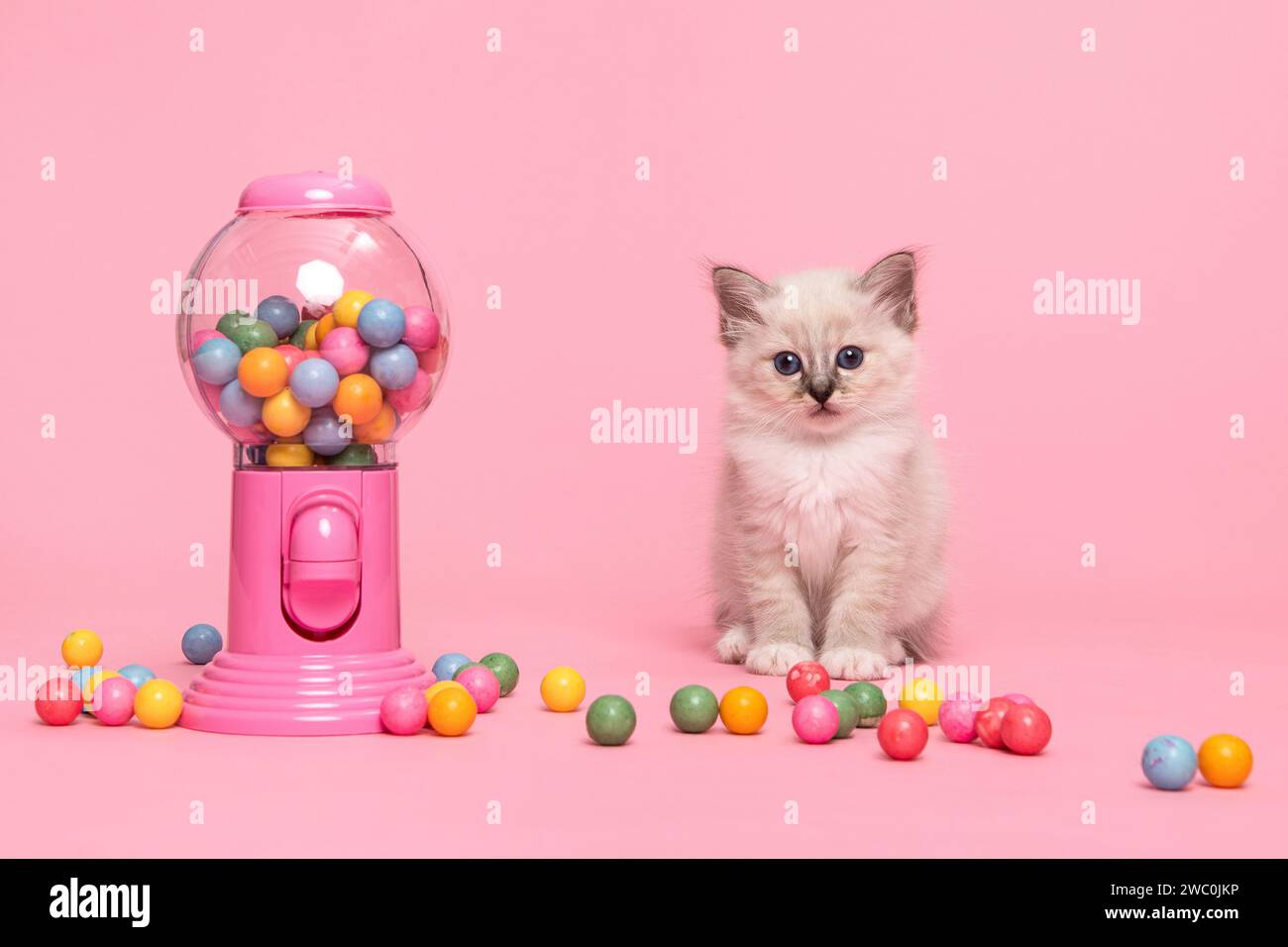 Cute holy burmese kitten sitting between colorful chewing gum balls ...