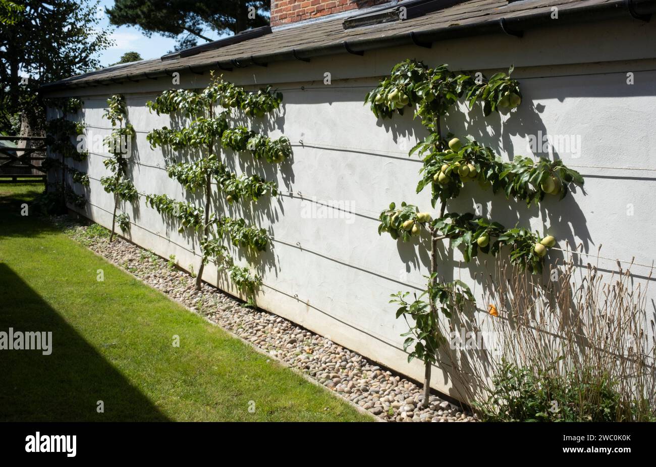 Pleached hi-res stock photography and images - Alamy