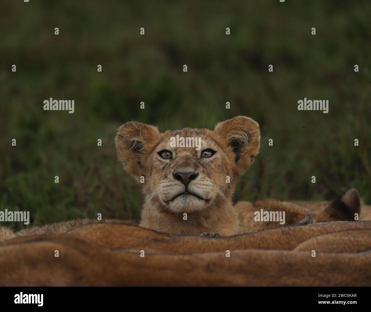 Lion cubs zambia hi-res stock photography and images - Alamy
