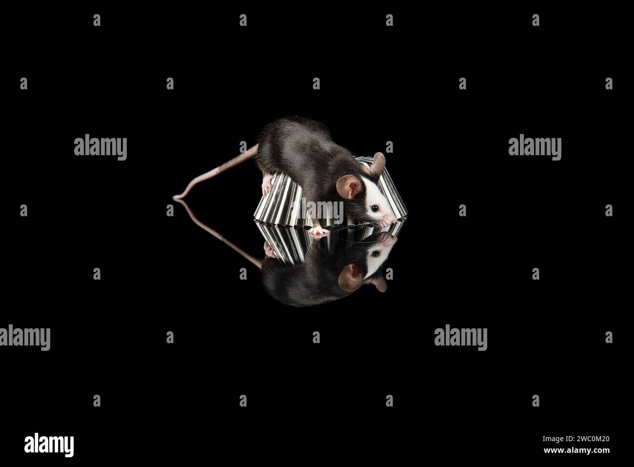 Cute black mouse white hi-res stock photography and images - Alamy
