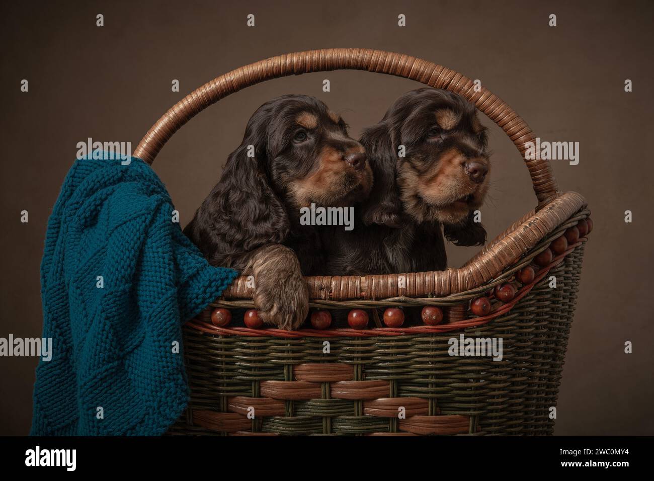 Two cocker spaniel puppy dogs in an old basket Stock Photo - Alamy