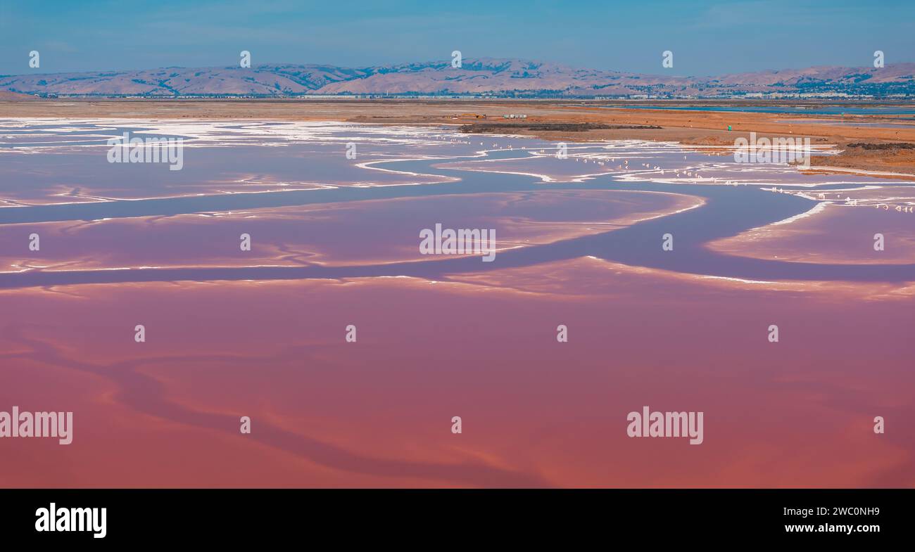 Pink salt ponds at Alviso Marina County Park Stock Photo - Alamy