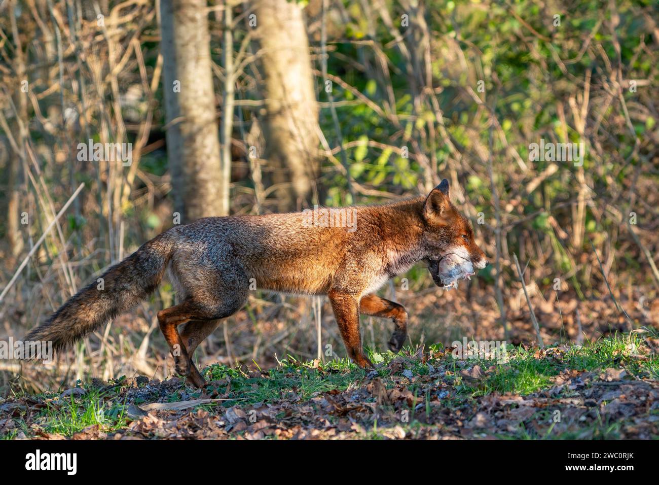 red fox with a quail, Vulpes vulpes Stock Photo - Alamy