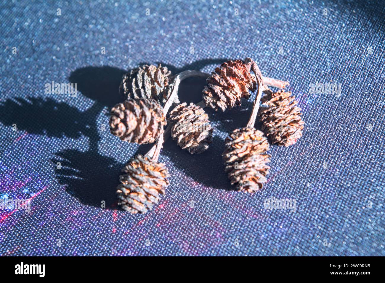 A branch of alder with cones on darck background. Branch of Alnus ...