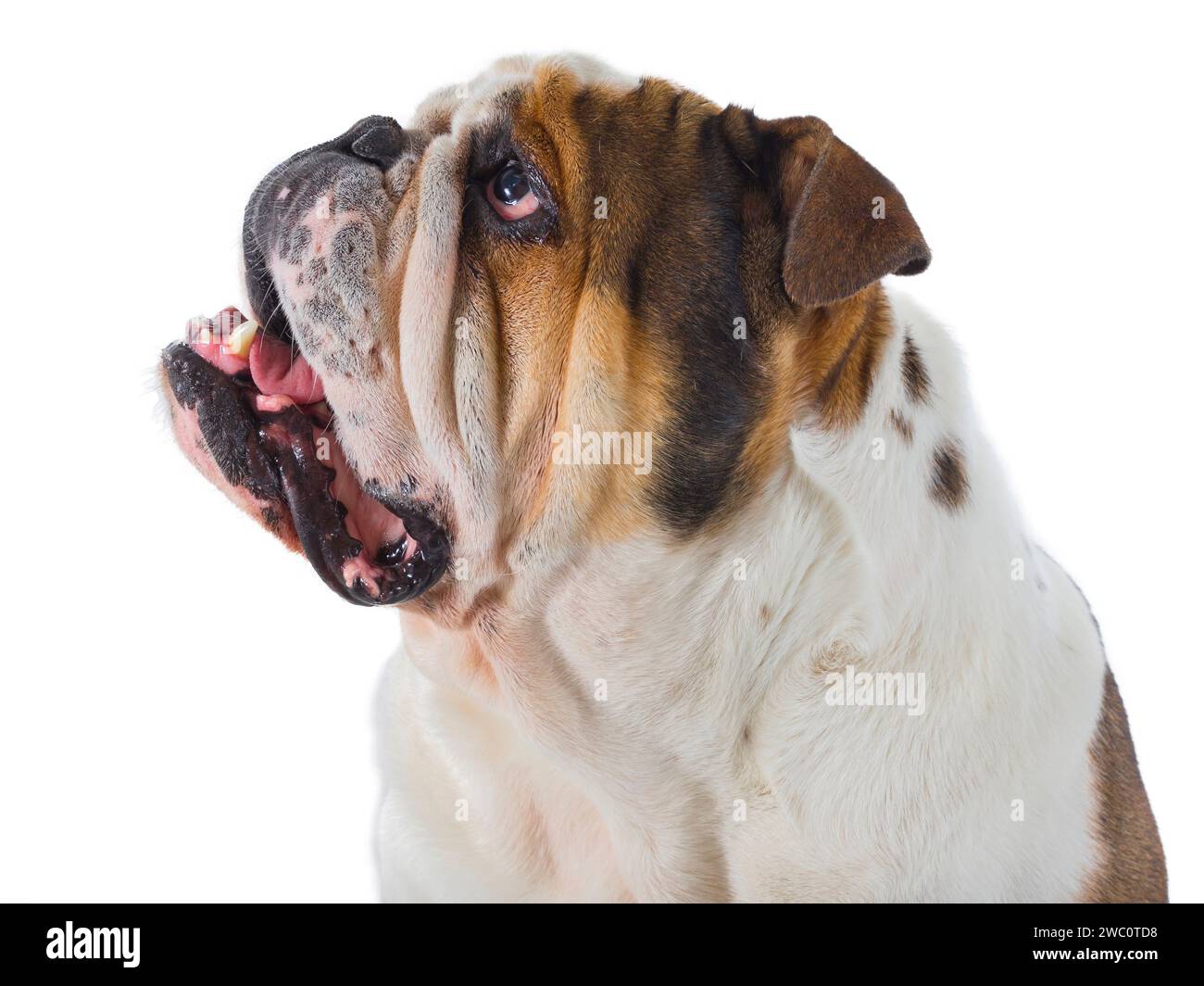 English bulldog profile hi-res stock photography and images - Alamy