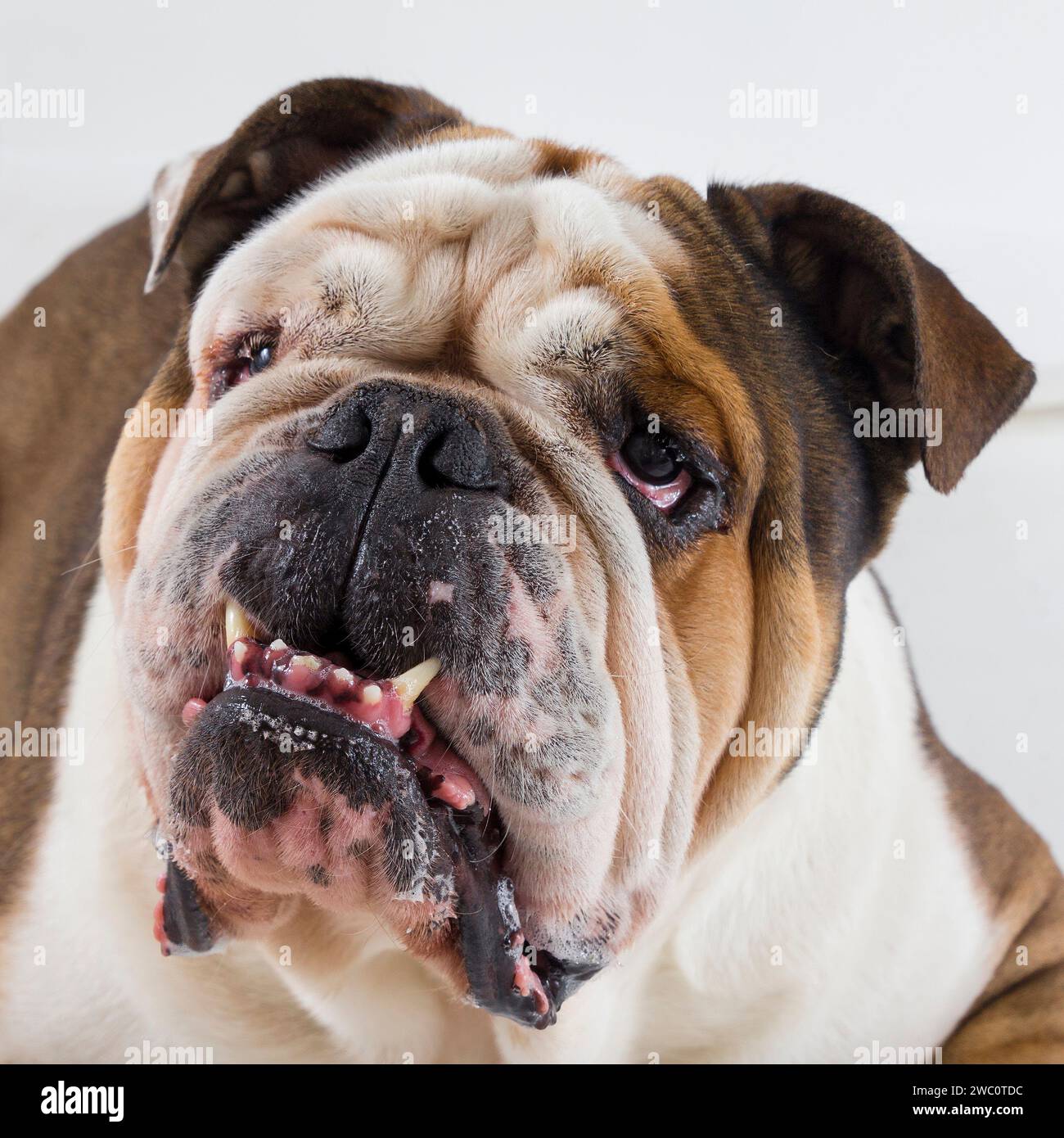 Head of English bulldog dog looking up isolated on white background ...